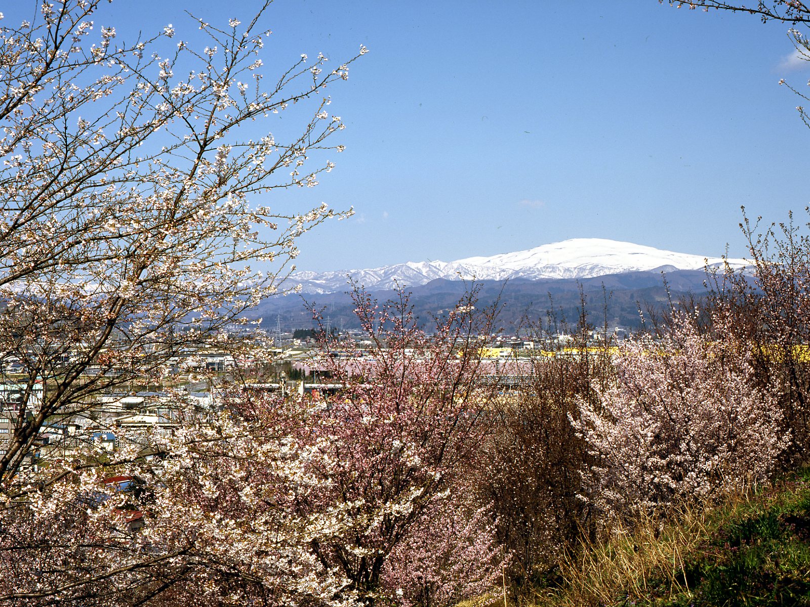 [Summary] Cherry Blossom Festivals! Enjoy Spring in Yamagata Prefecture ...