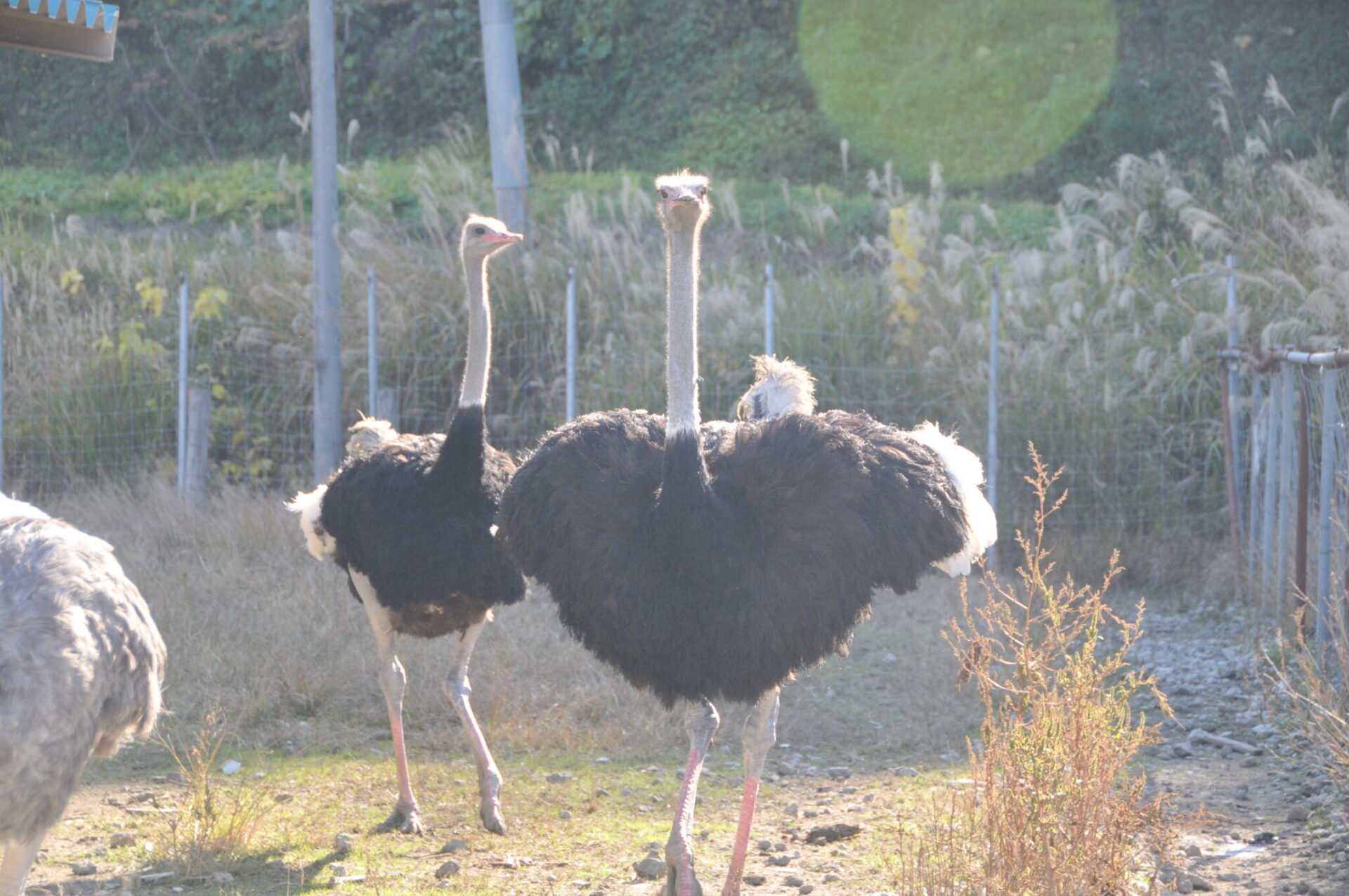 Ostrich Exhibition Park | 山形 まるごと観光情報サイト「VISIT YAMAGATA」
